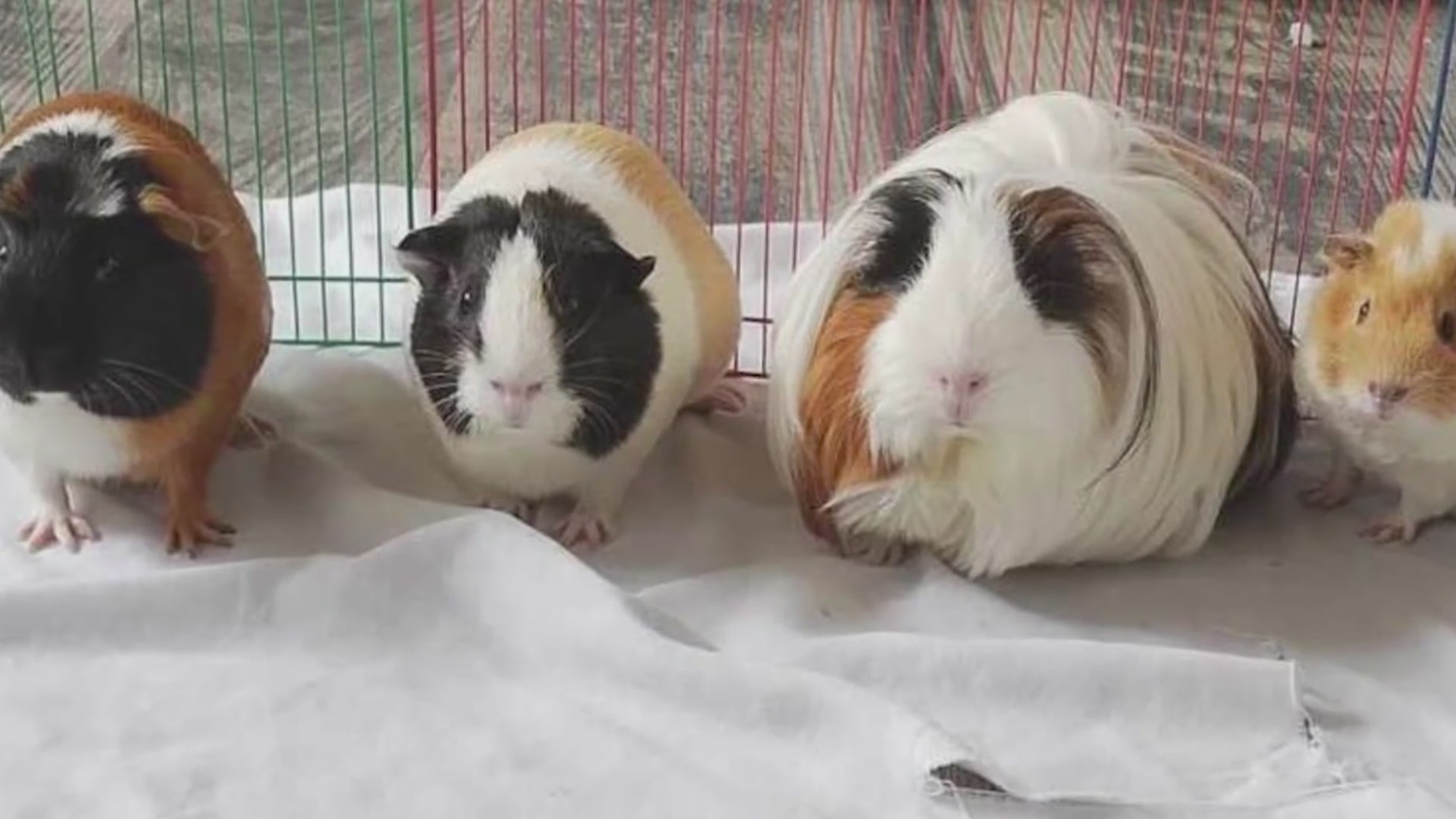 Colorado animal rescue takes in over 500 guinea pigs – who13.com