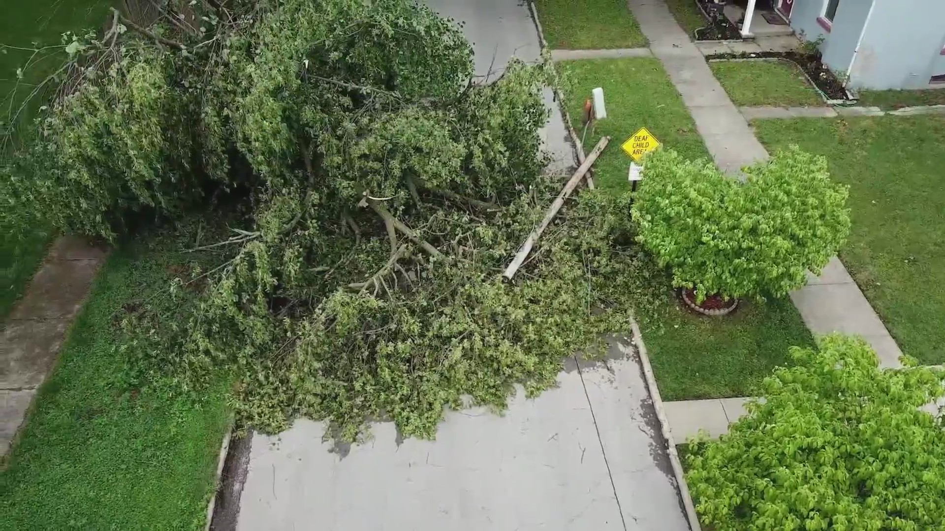 Legal Lens: Are you liable if a tree branch damages neighbor’s property ...