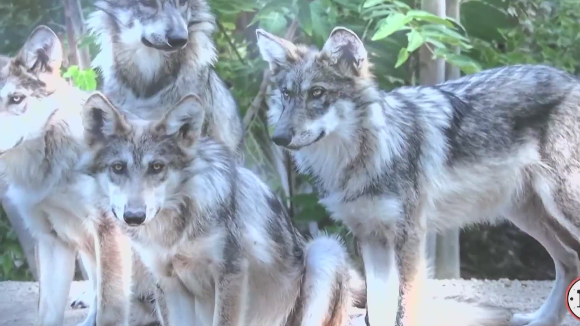 ABQ Biopark is participating in International Wolf Week – KRQE NEWS 13 ...