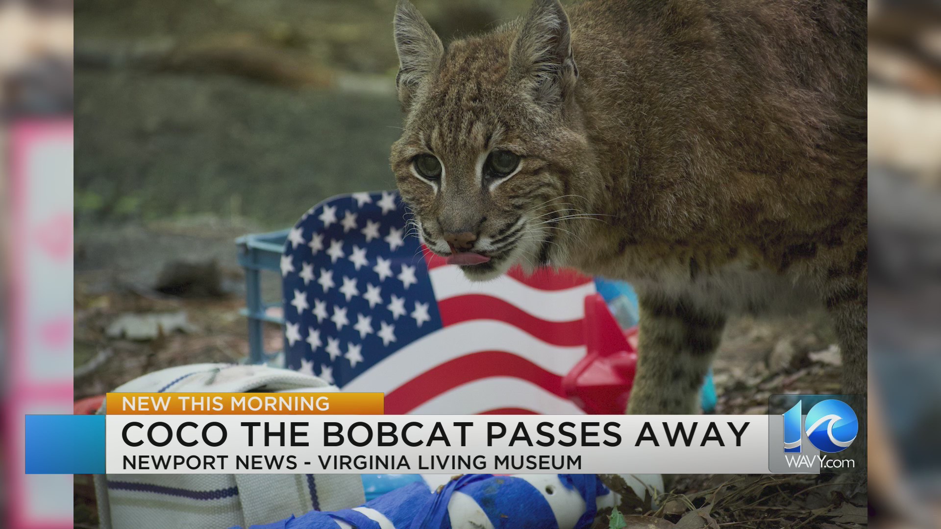 Coco the bobcat at Virginia Living Museum dies at 23 – WAVY.com