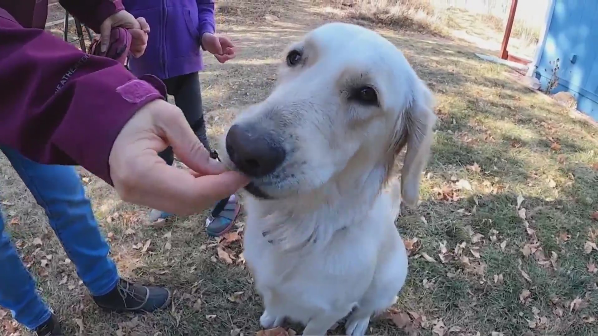 Prison-trained dogs help Colorado kids with medical challenges – FOX31 ...