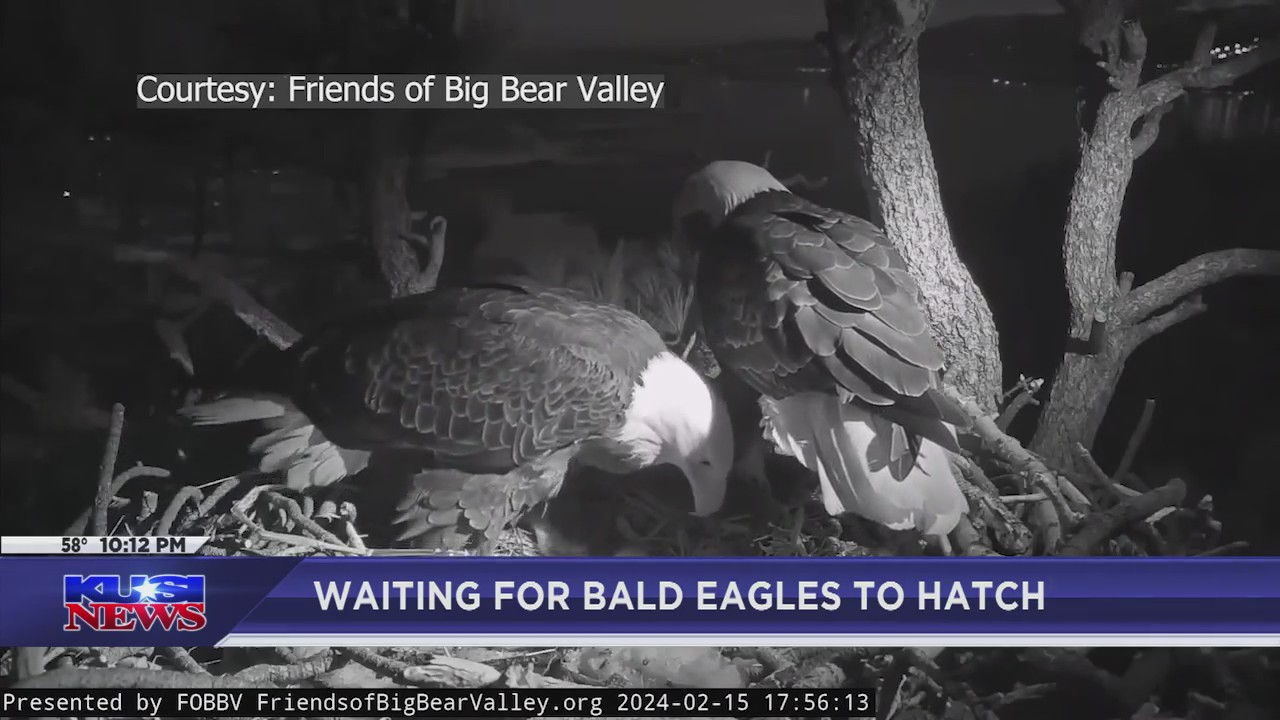 Baby watch: Bald eagle couple Jackie and Shadow getting ready to expect ...