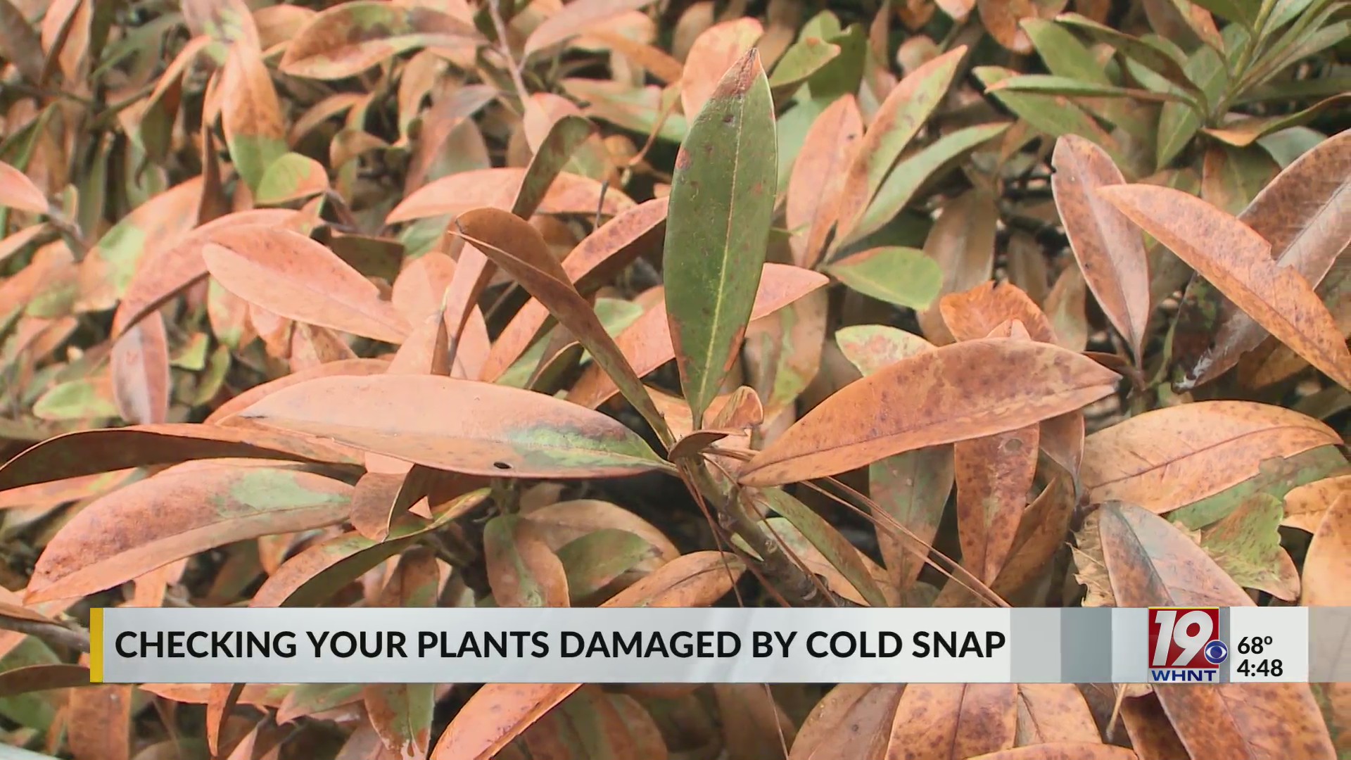 Checking your plants damaged by the cold – WHNT.com