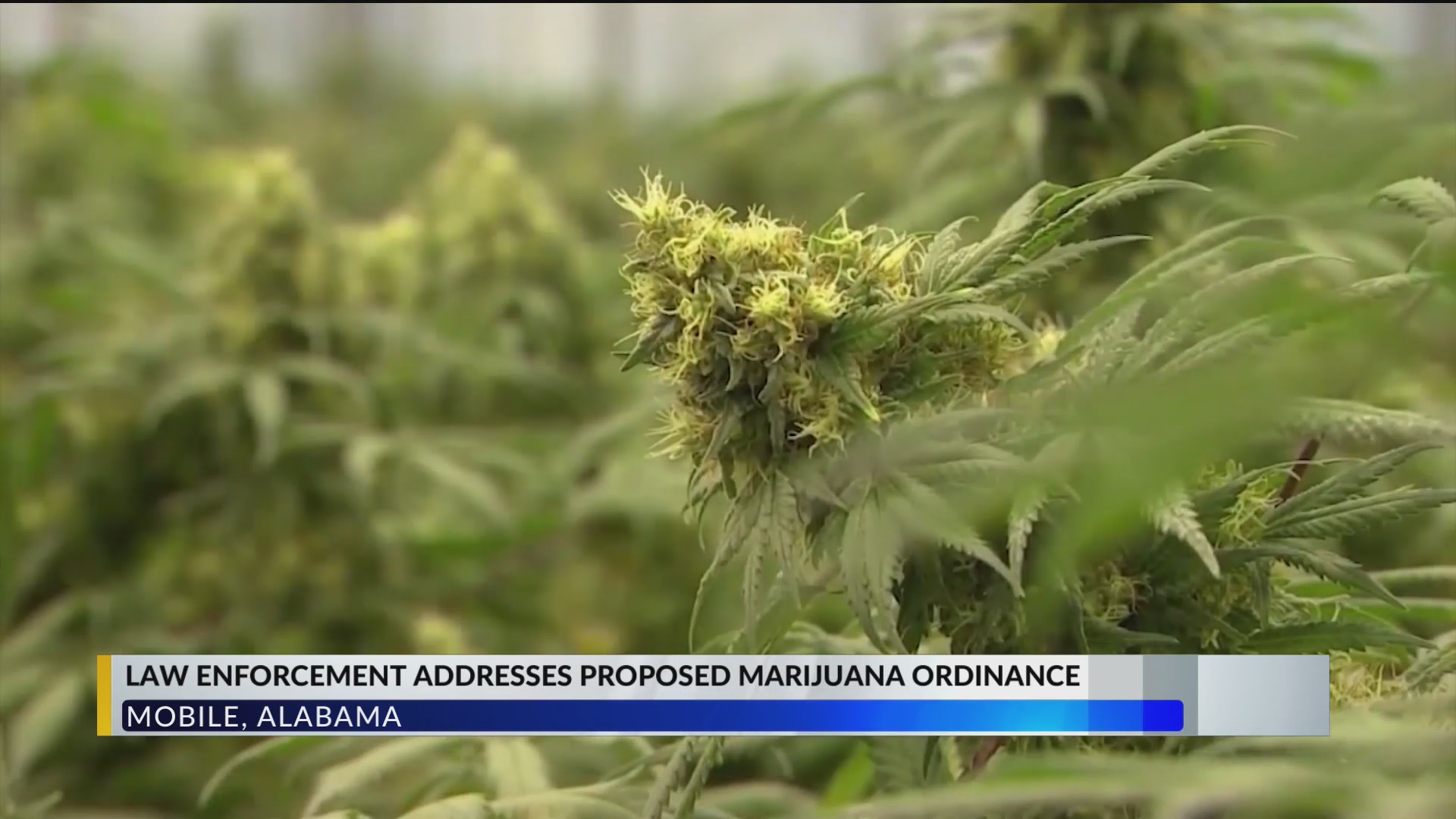 Mobile looks to loosen marijuana law within city limits – WKRG News 5