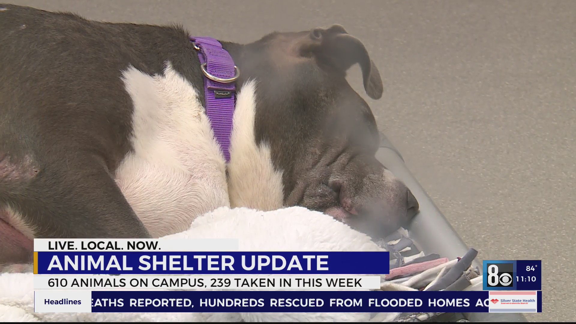 Animal Foundation shelter update – KLAS