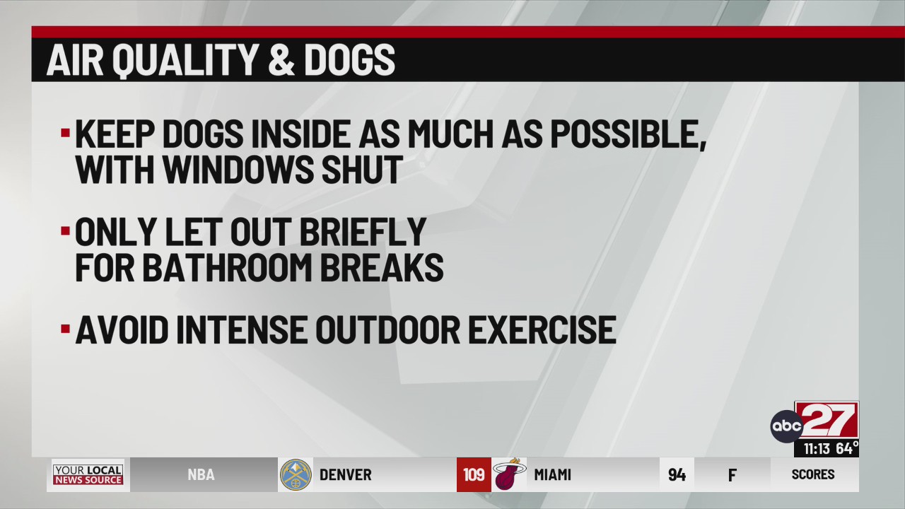 How is the poor air quality impacting dogs? – ABC27