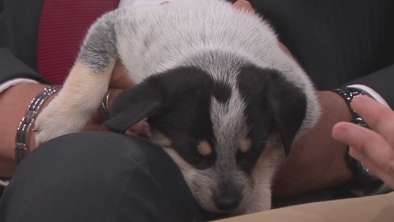 Second Chance Pets: 11 puppies born at the SW Washington Humane Society ...