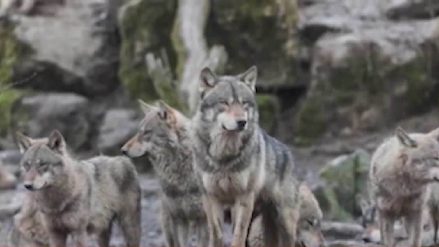 CPW holds first public hearing over wolf reintroduction plan – FOX31 Denver