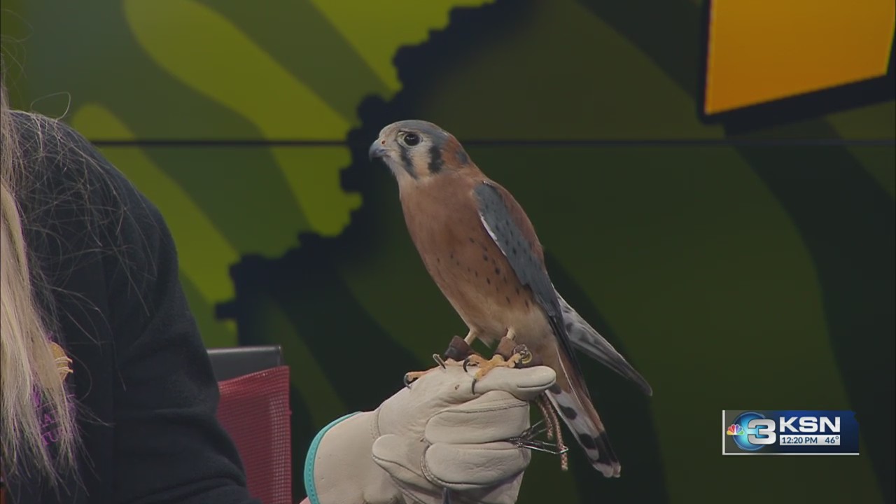 Smallest falcon at Great Plains Nature Center – KSN-TV
