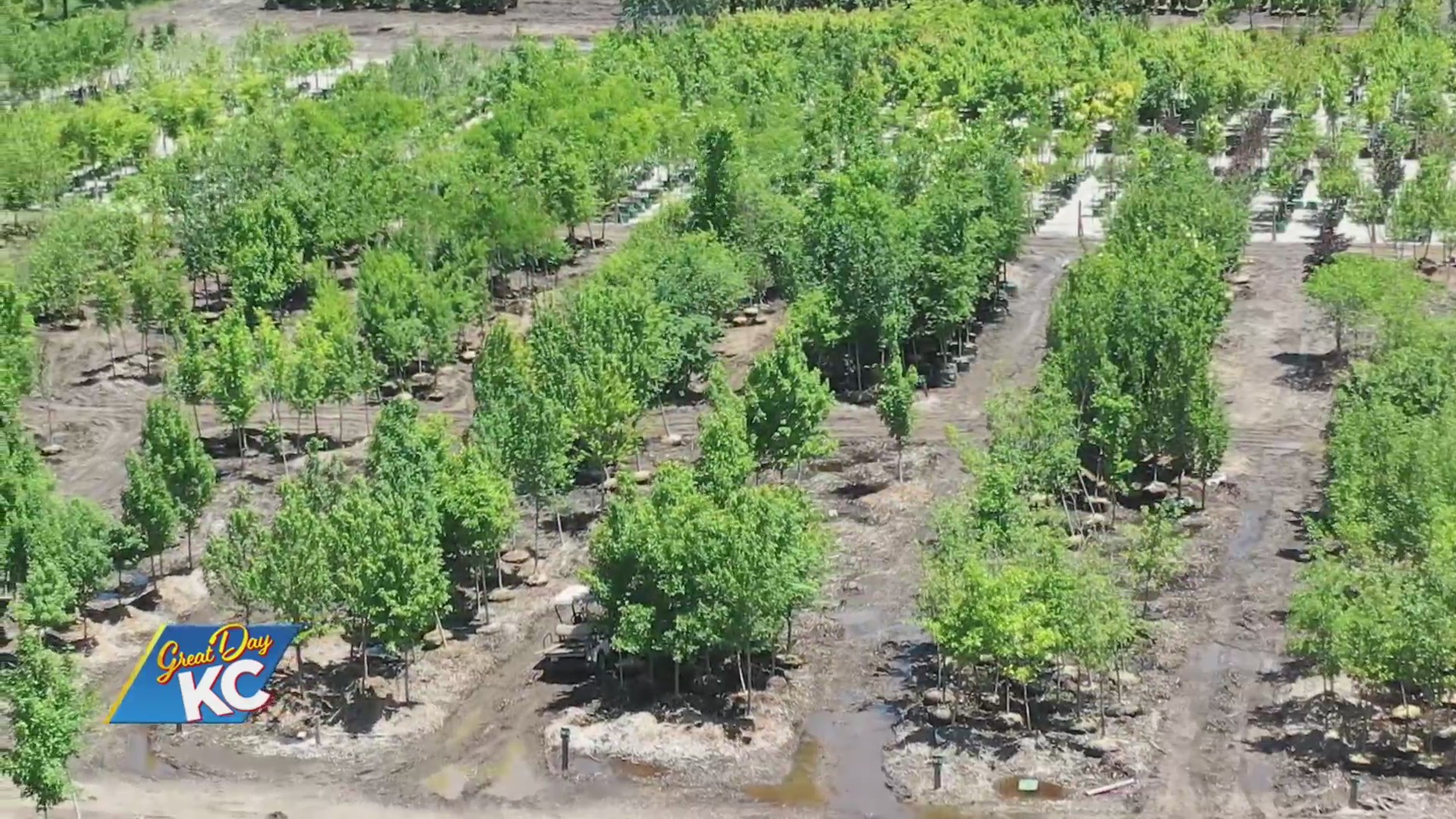 The Benefits Of Trees! – FOX 4 Kansas City WDAF-TV | News, Weather, Sports