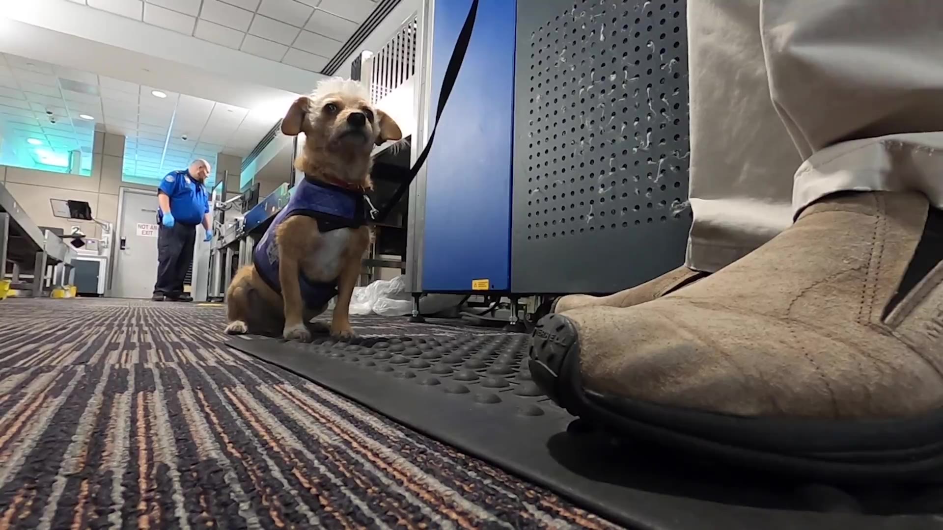 Tips for traveling with animals after TSA finds pets in luggage – FOX31 ...