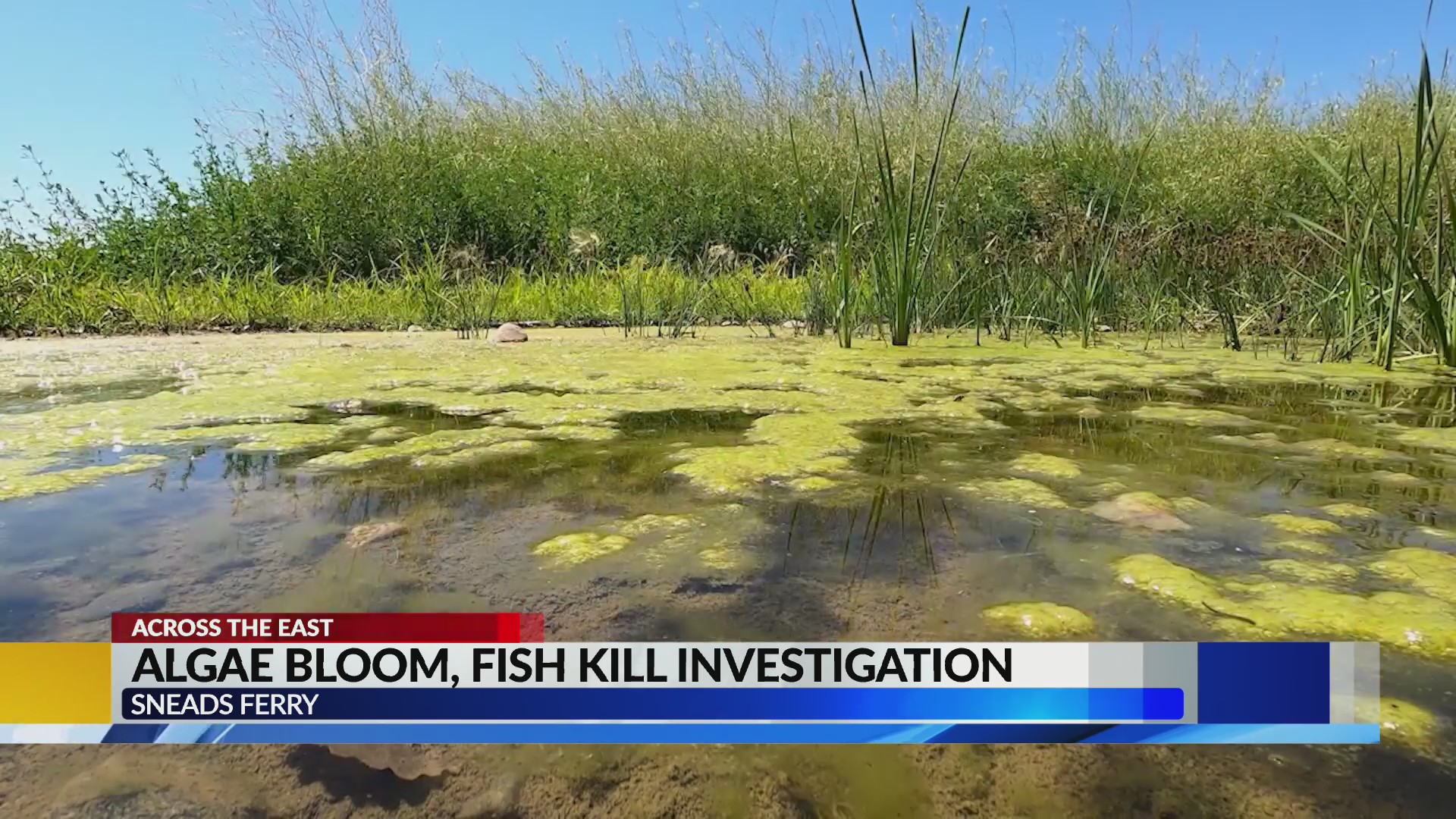 Large algae bloom, fish kill reported in Onslow County – WNCT