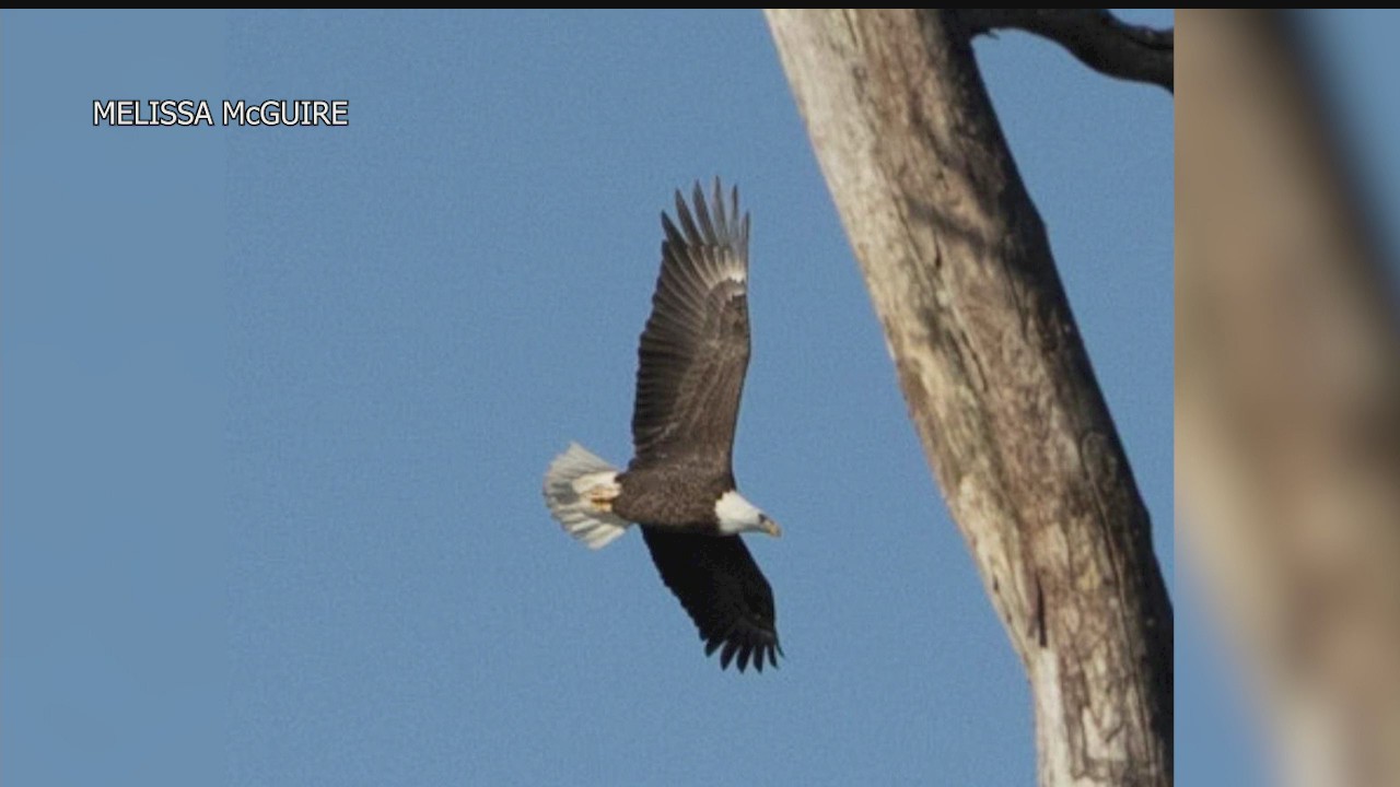 Photographers capture bald eagles nesting near local highway – WKBN.com