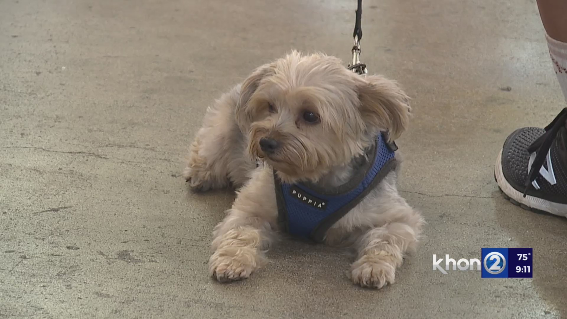 Pet Expo is calling all humans and their pets! – KHON2