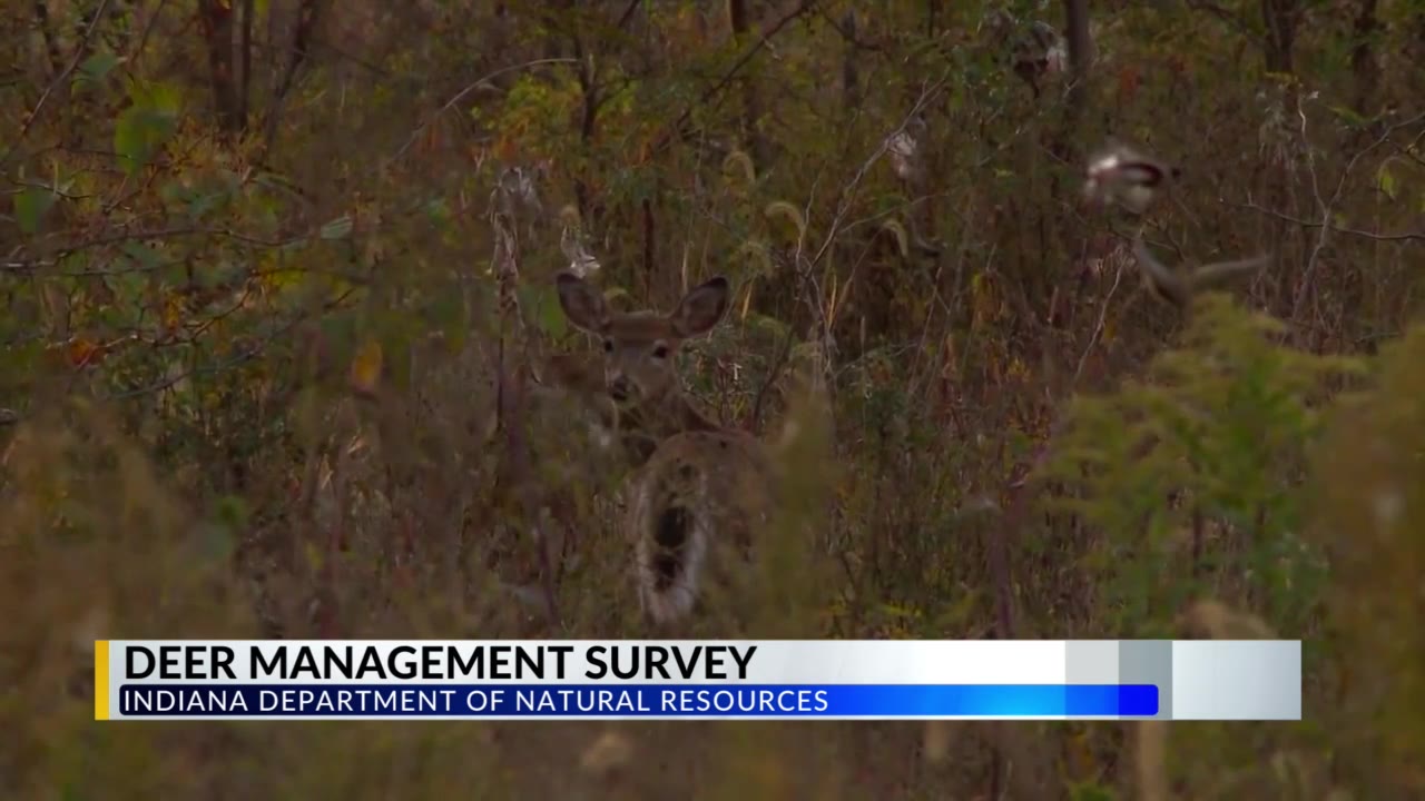 Indiana DNR releases annual deer management survey – WANE 15