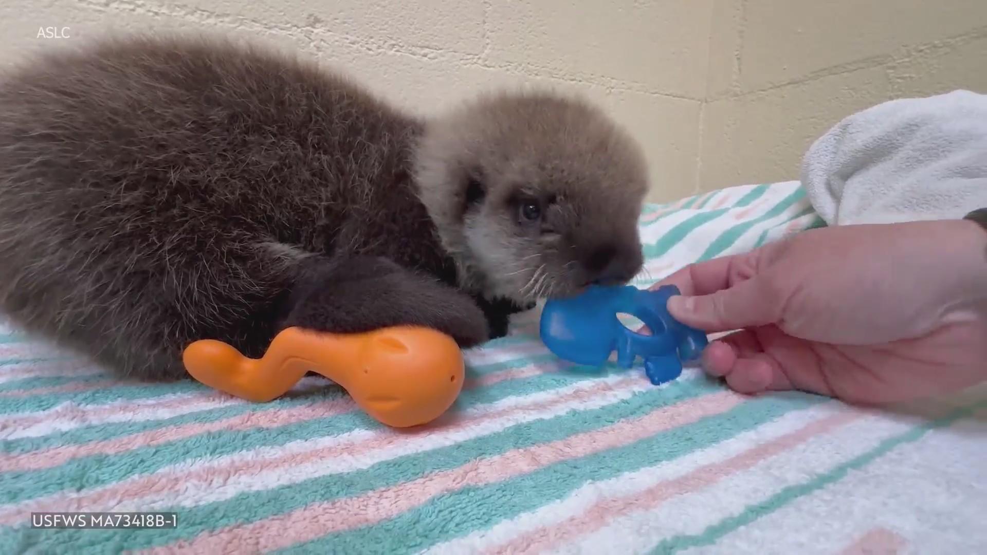 ‘He’s so tiny and so fluffy’: Baby sea otter finds home at Shedd ...