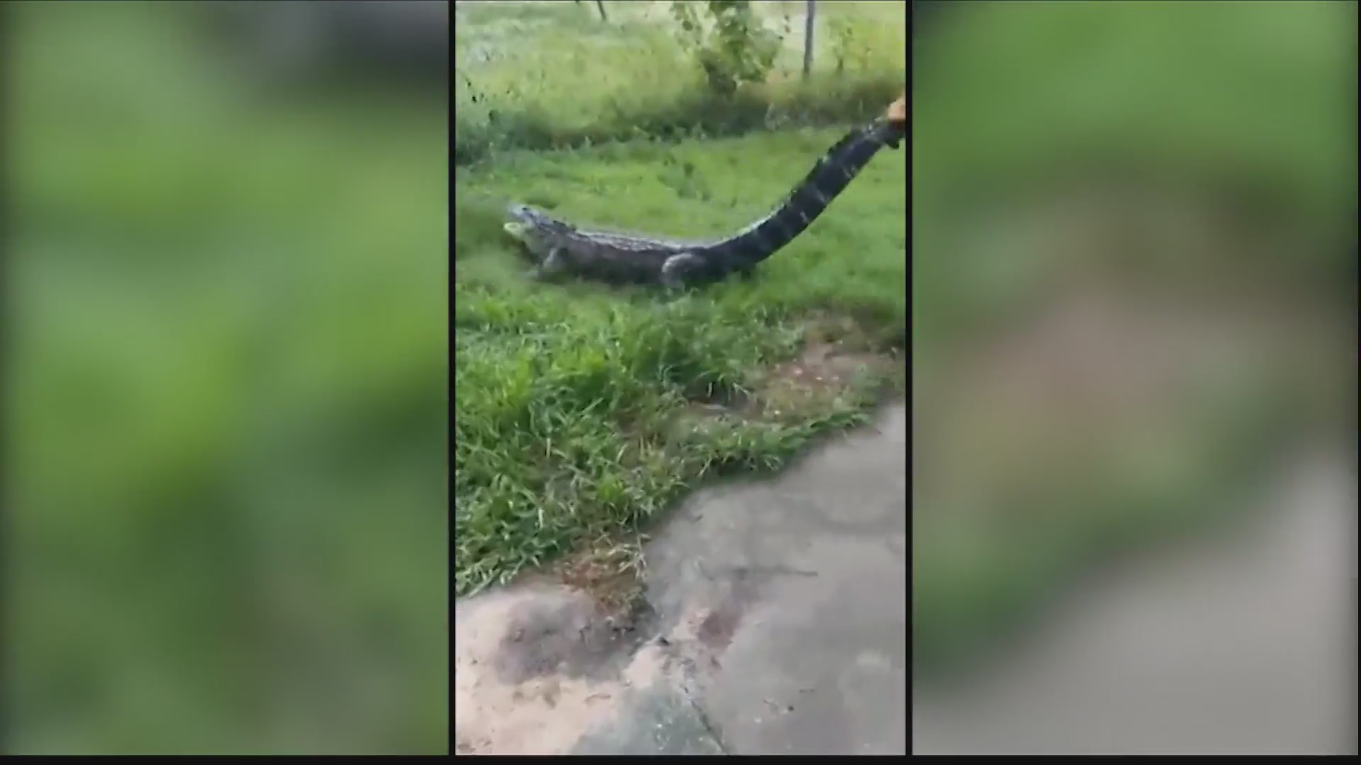 Man with gator encounter speaks out – WSAV-TV