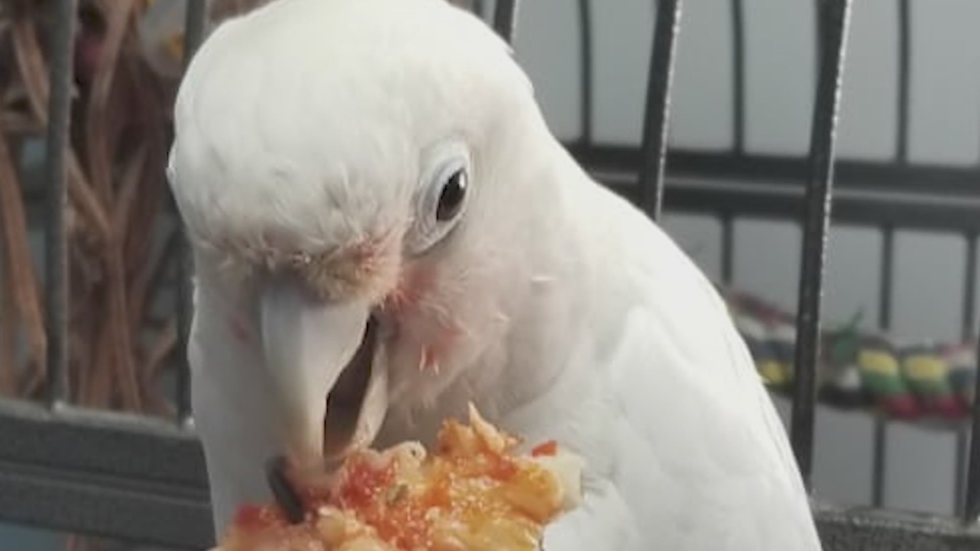 Caught on camera: Thieves steal cockatoo from Highlands Ranch store ...