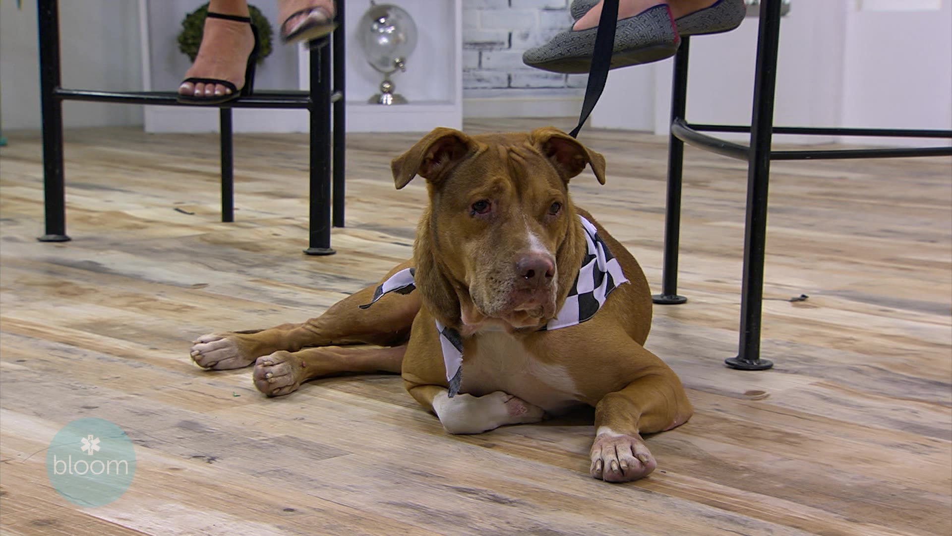 Helping Displaced Pets – WFLA