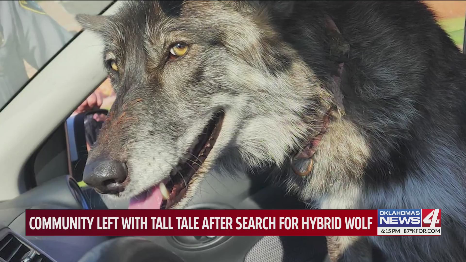 Community left with tall tale after search for hybrid wolf – KFOR.com ...