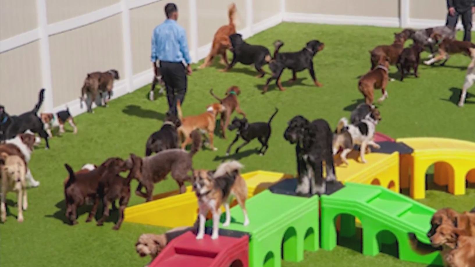 New dog resort coming to Greece – RochesterFirst