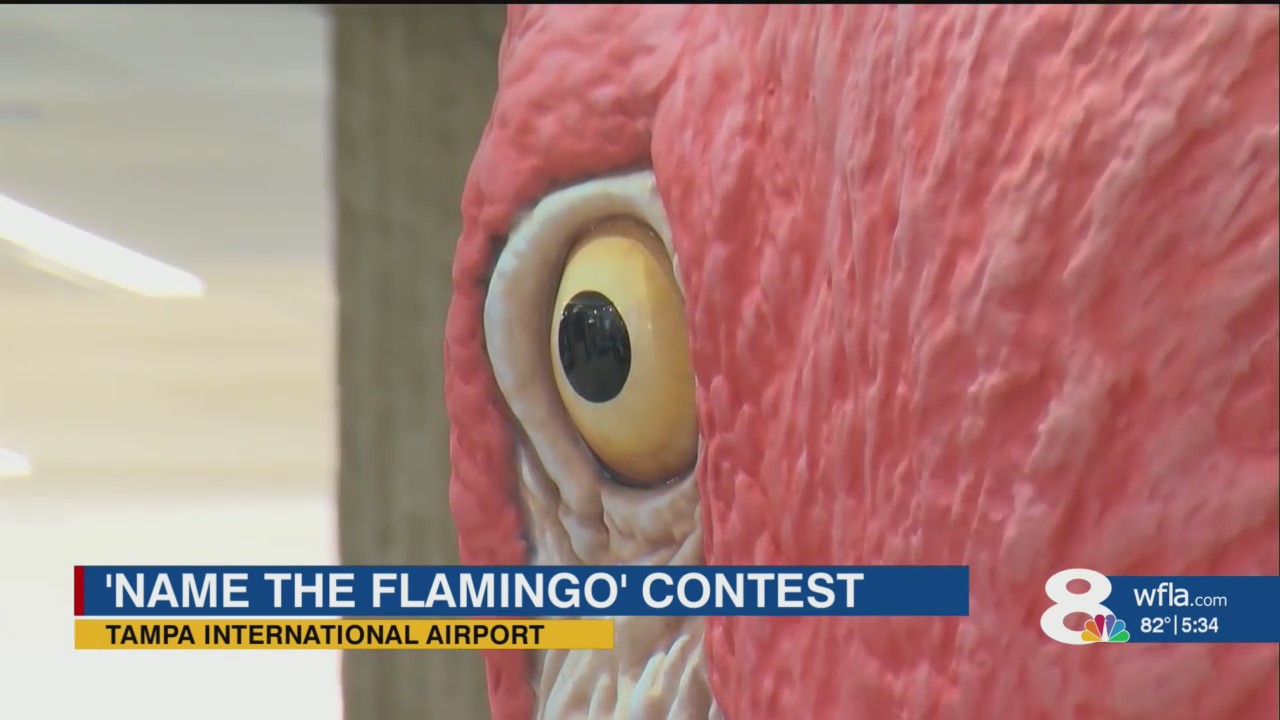 Final poll to name TPA flamingo ending today – WFLA