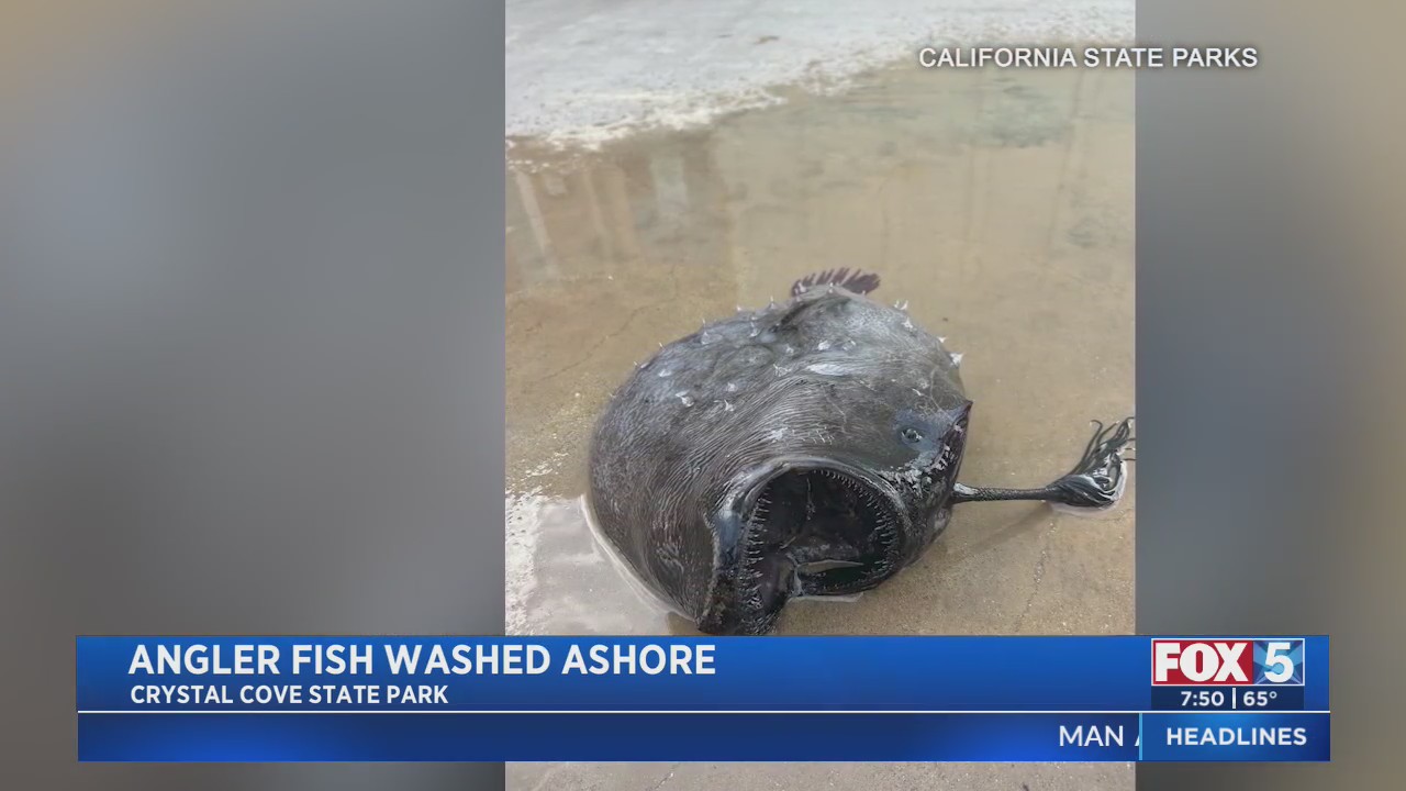 Deep-Sea Fish Washes Up On SoCal Beach – WKRG News 5