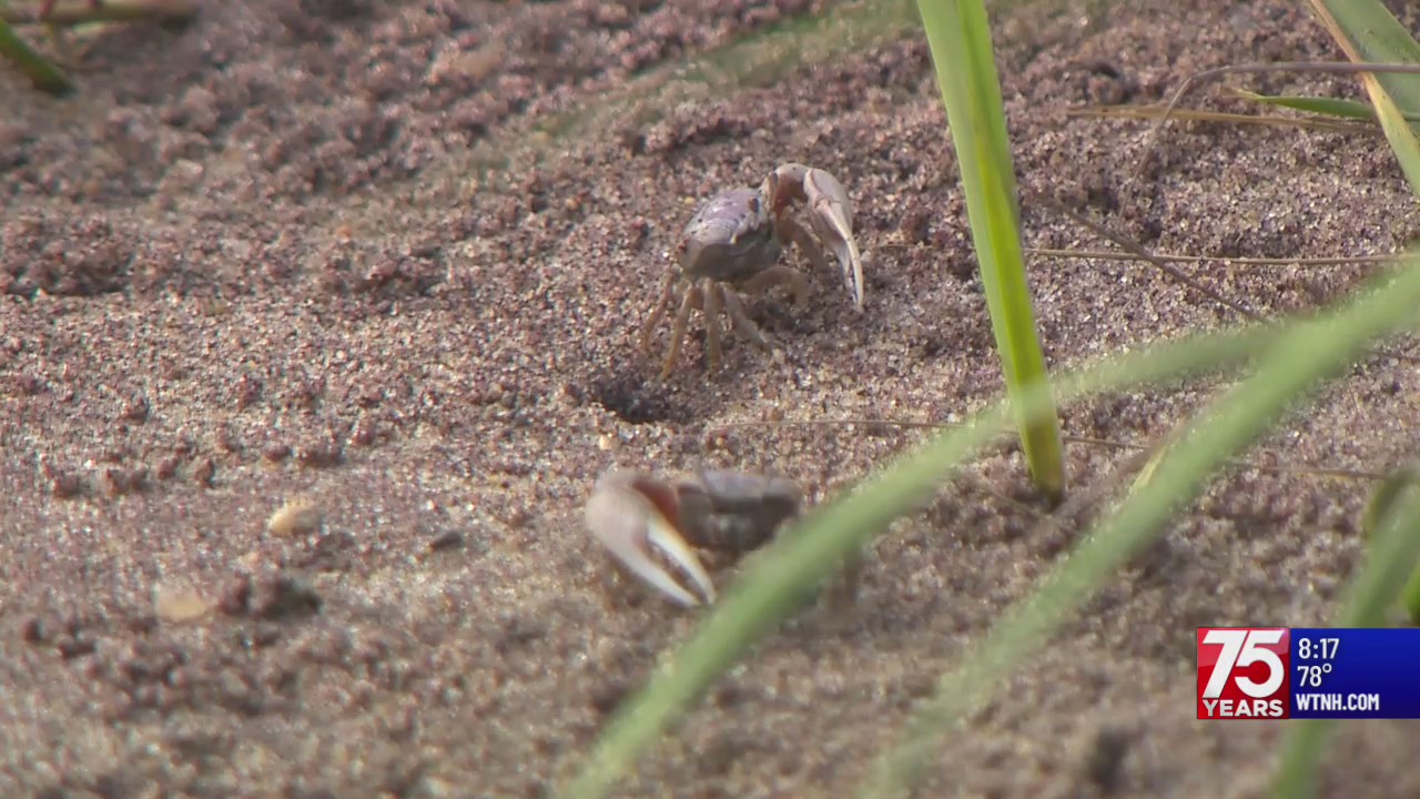 Here’s why pink sand can be found at some Connecticut beaches – WTNH.com