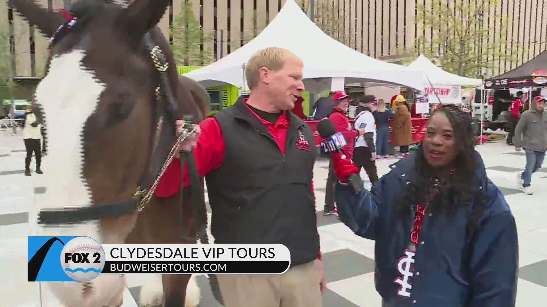 It’s not opening day until you see the Anheuser-Busch Clydesdales! – FOX 2