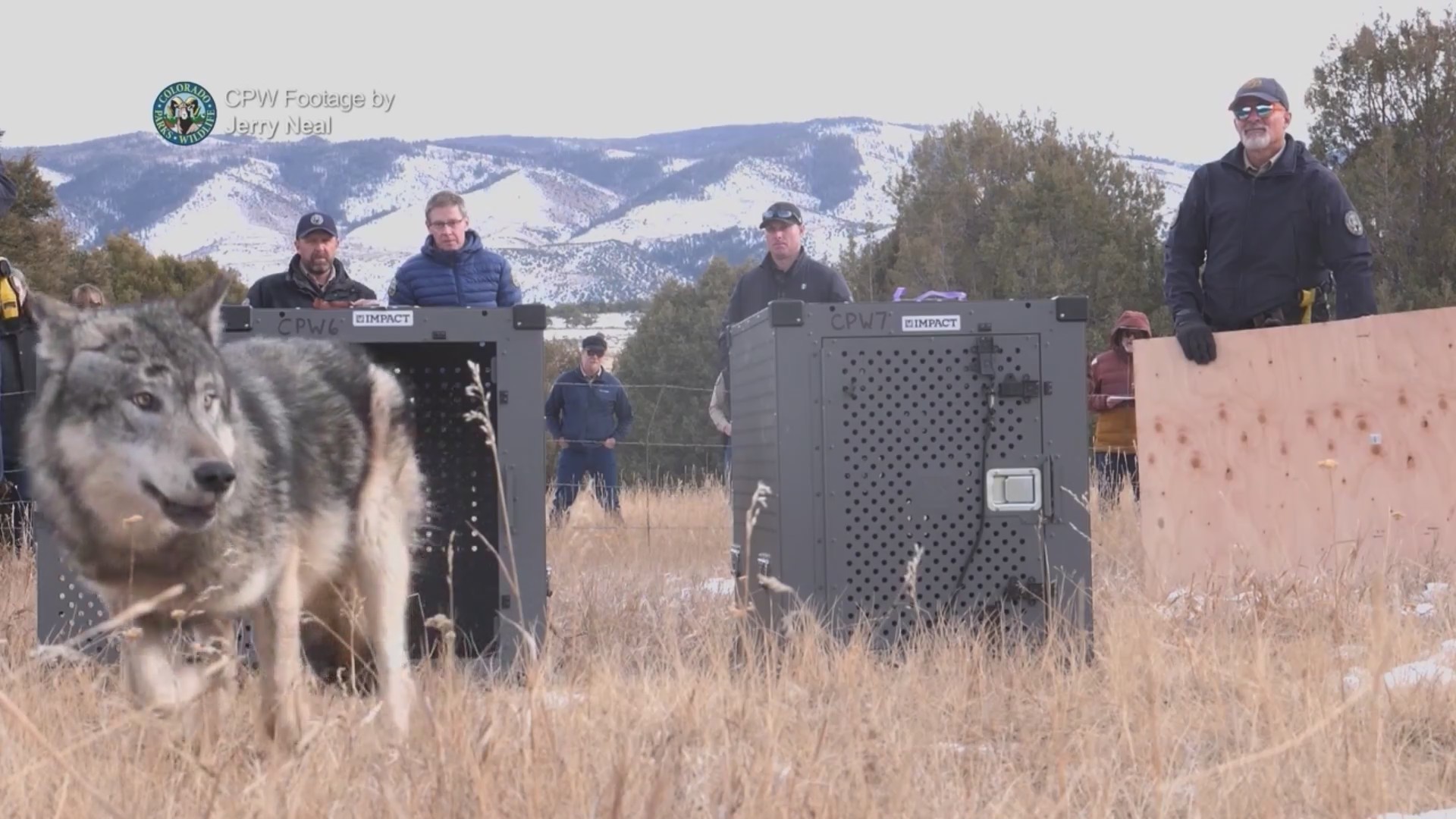 CPW warning residents as 2 wolves move from Routt County into Moffat ...