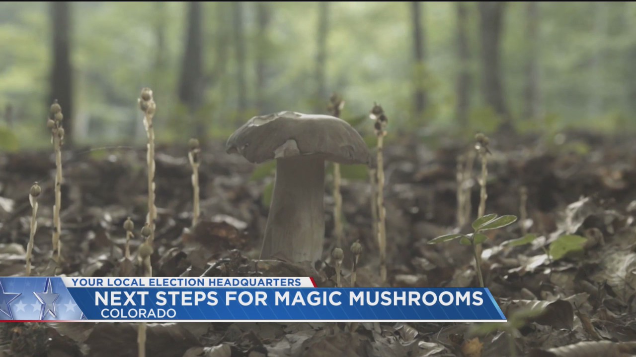Future of psychedelic mushrooms in Colorado – FOX21 News Colorado