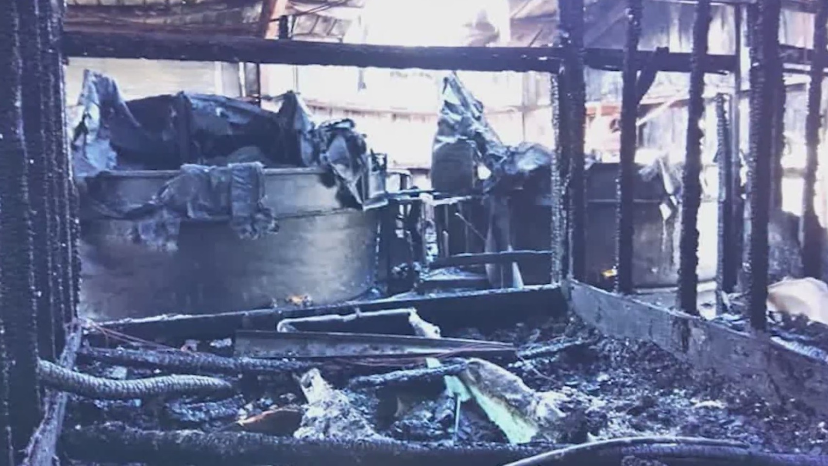 Over 100 reptiles killed in fire at gator farm – FOX31 Denver