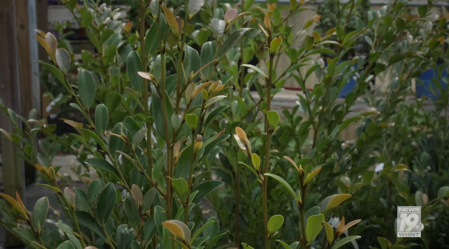 Garden Tips: Distylium – WHNT.com