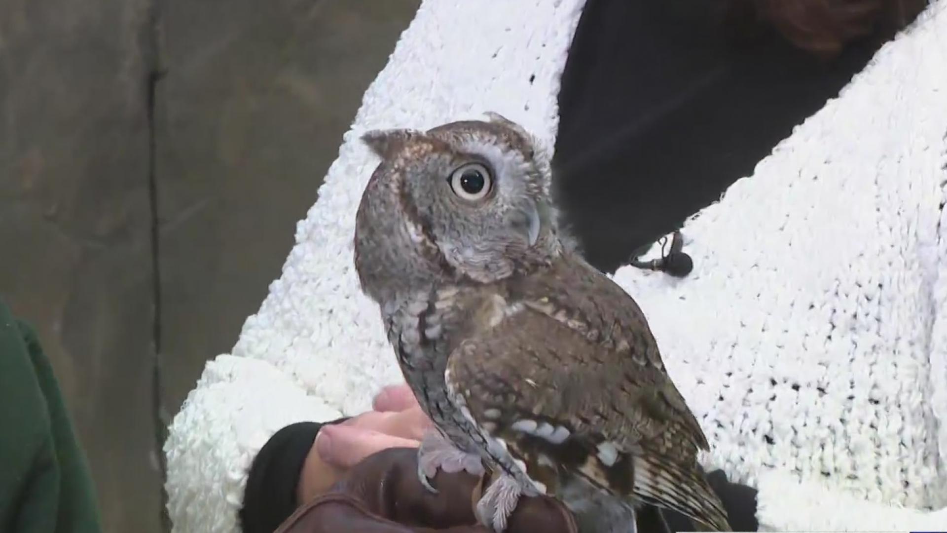 WGN’s Marcella Raymond visits Brookfield Zoo – WGN-TV