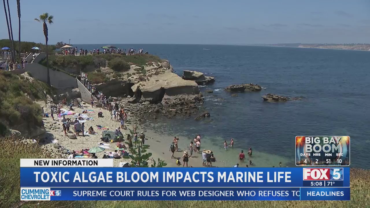 Toxic Algae Bloom Impacts Marine Life – FOX 5 San Diego & KUSI News