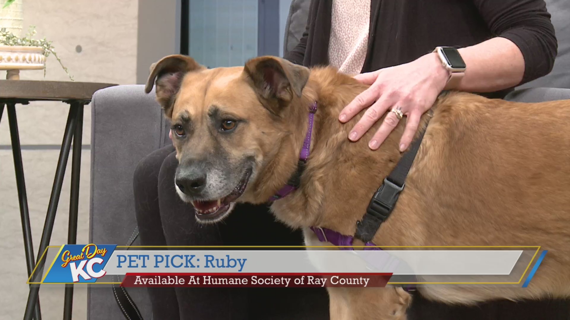 PET PICK: Ruby – FOX 4 Kansas City WDAF-TV | News, Weather, Sports