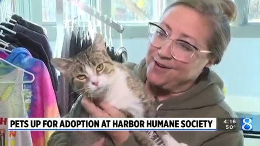 Adopt Helena, Haribo or Leek from the Harbor Humane Society – WOODTV.com