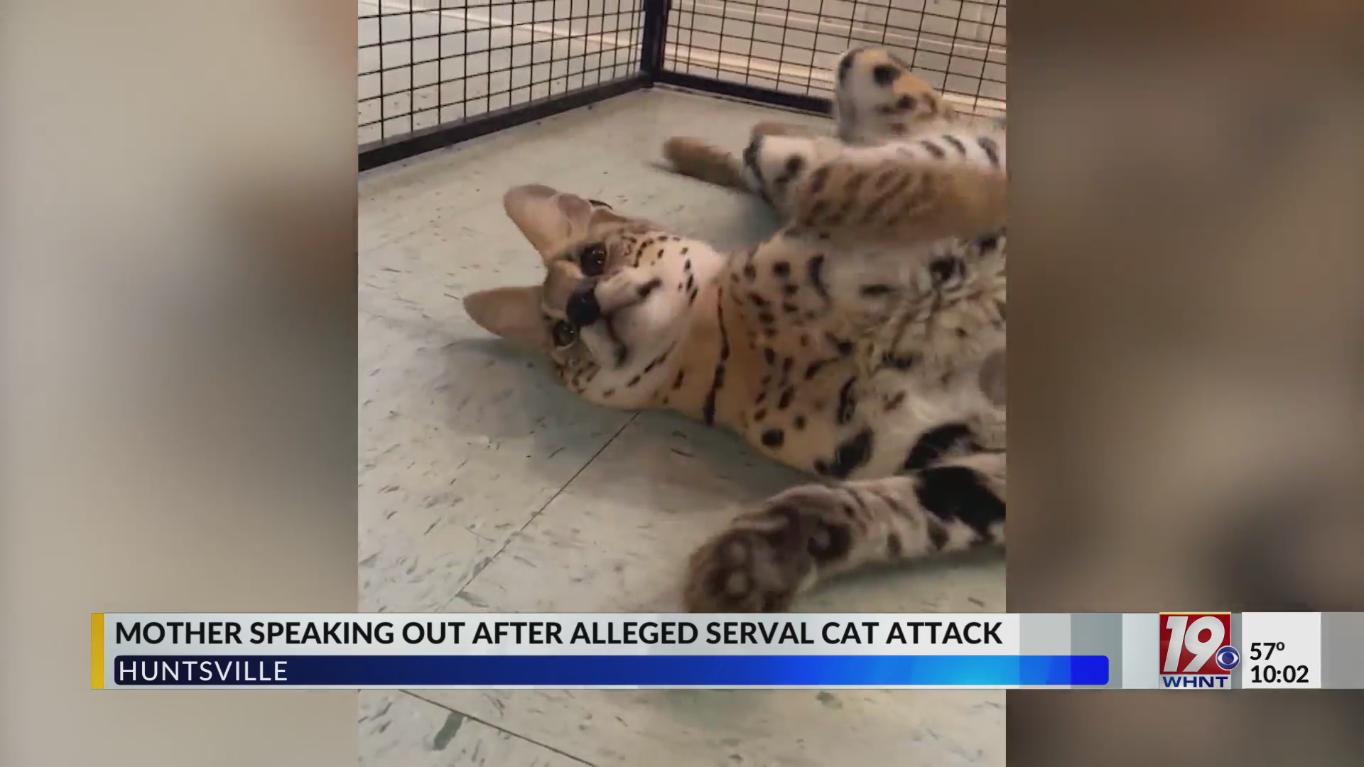 Mother, Carole Baskin Speak Out after Alleged Serval Attack – WHNT.com