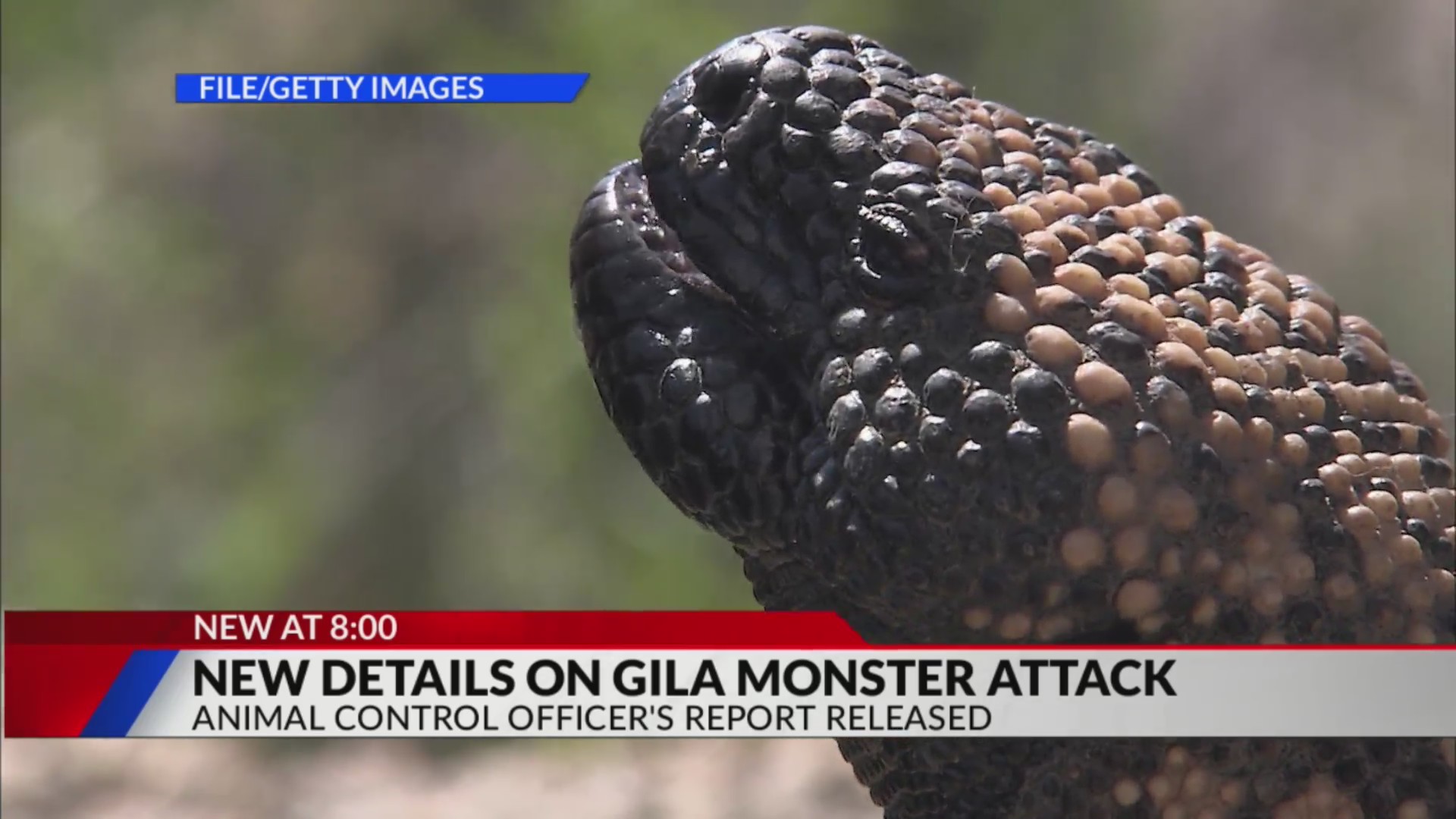 Colorado man not alone in owning Gila monster, but should you? – FOX31 ...