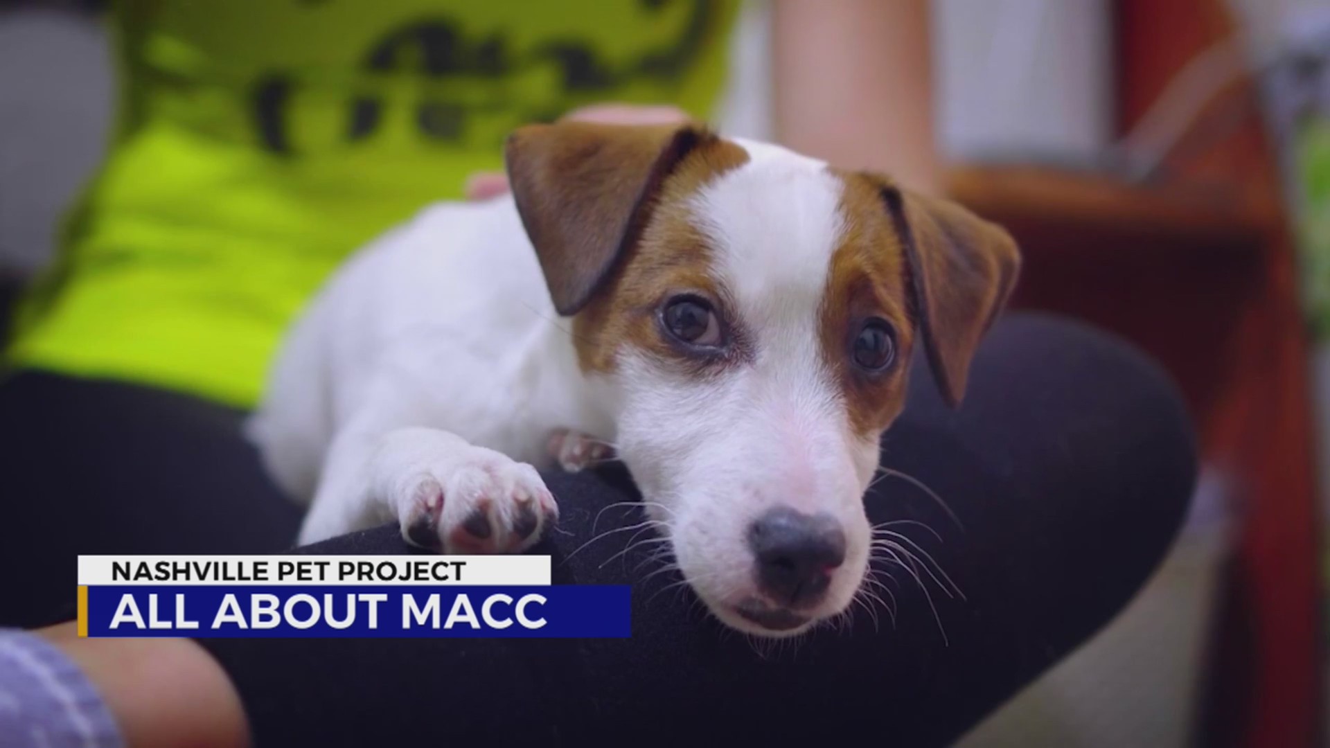 Nashville Pet Project: All about Metro Animal Care and Control – WKRN ...