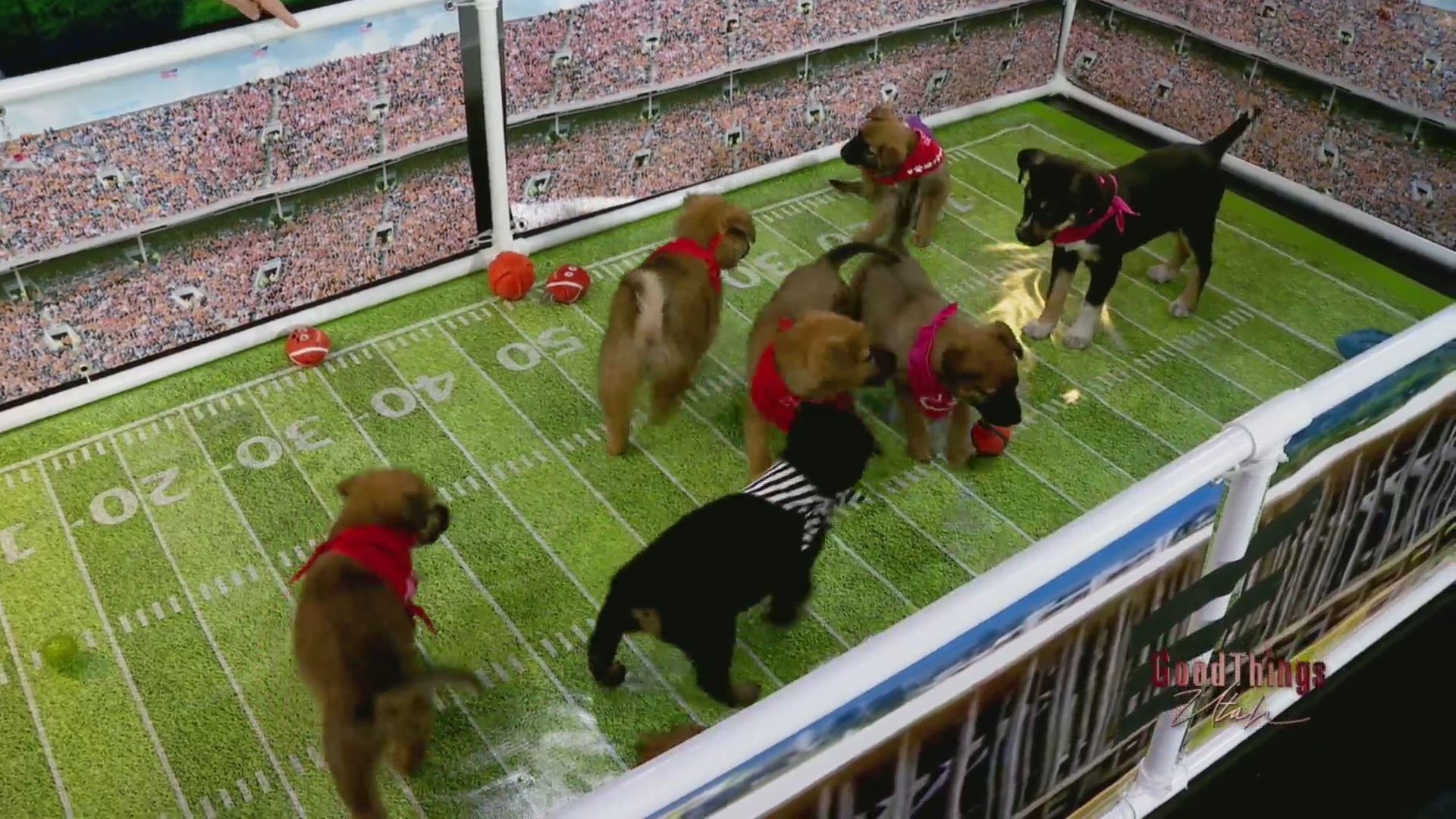 puppy bowl – ABC4 Utah