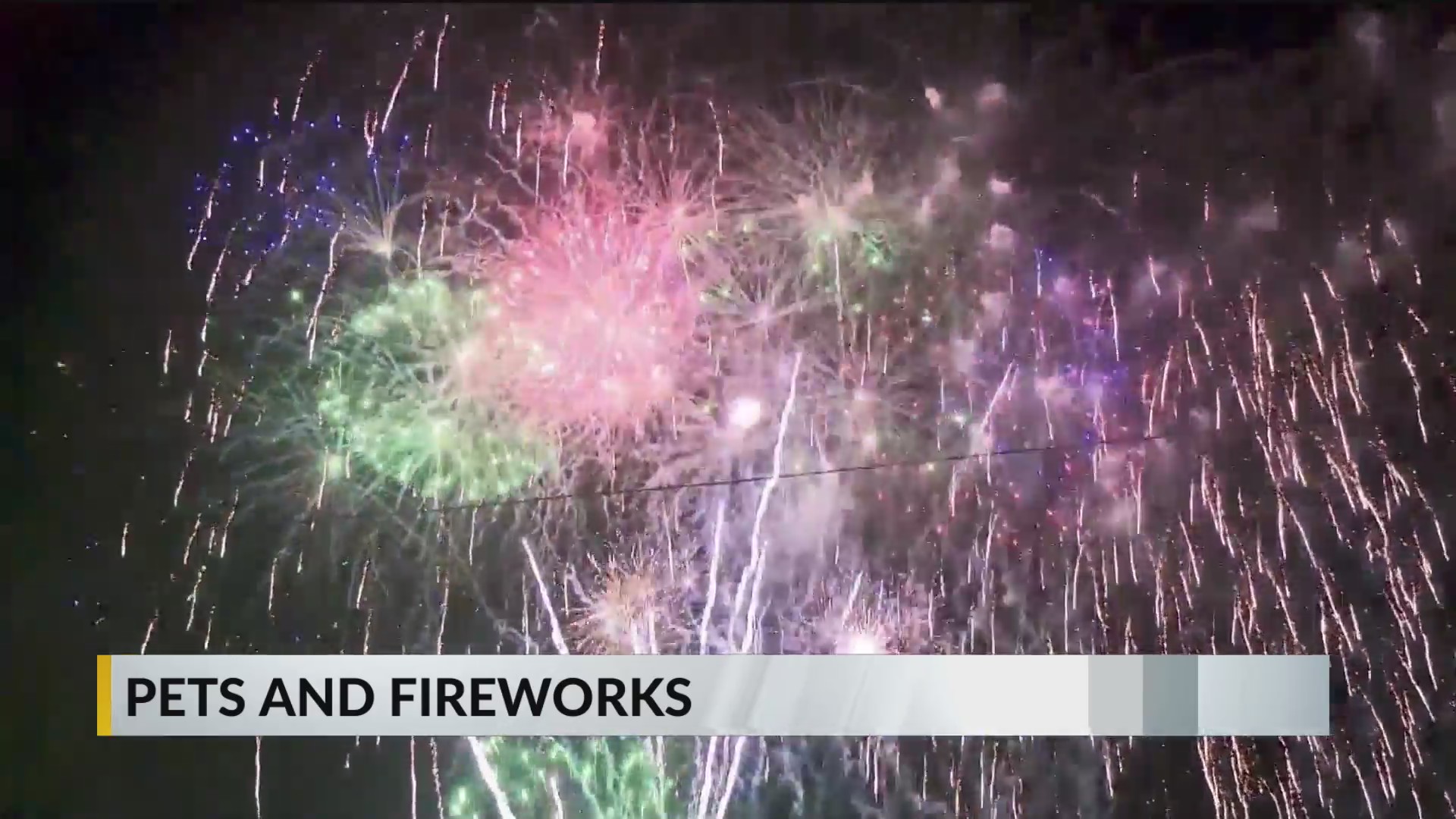 Fireworks in Mobile City limits: How to help relieve your dogs anxiety ...