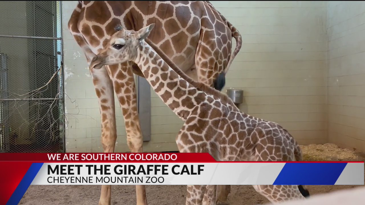 Meet the Giraffe Calf – FOX21 News Colorado