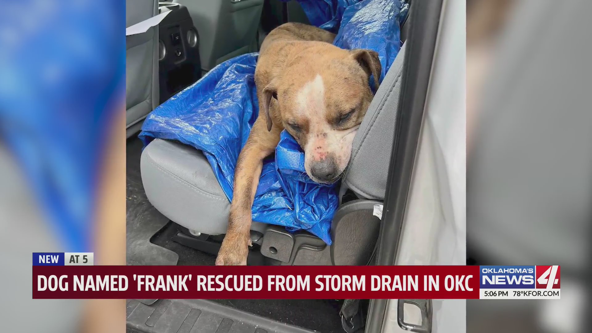 Dog named ‘Frank’ rescued from storm drain in OKC – KFOR.com Oklahoma City