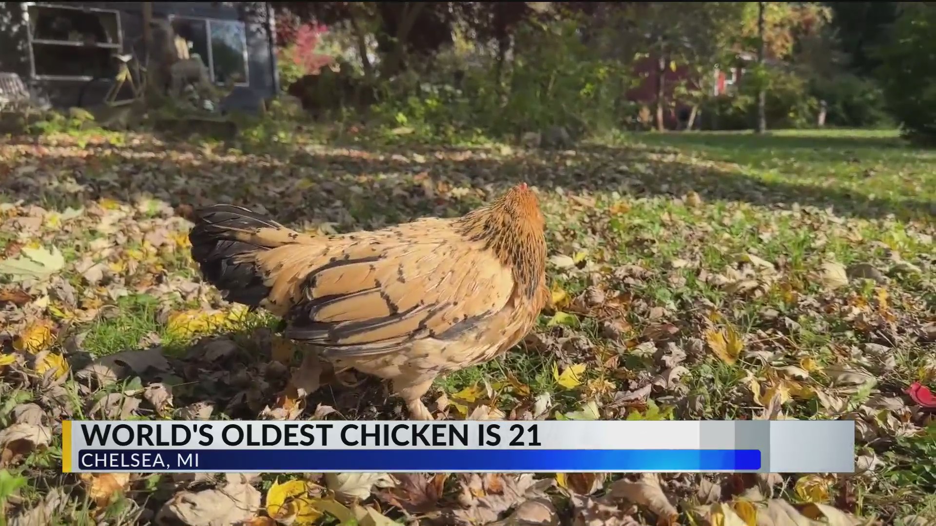World’s oldest chicken – WKRG News 5