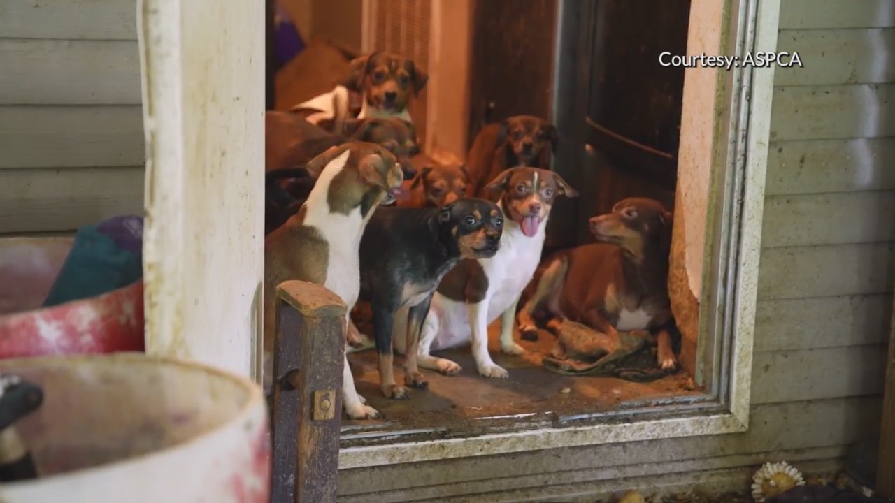 Video shows hundreds of dogs rescued from ‘filthy and dangerous ...