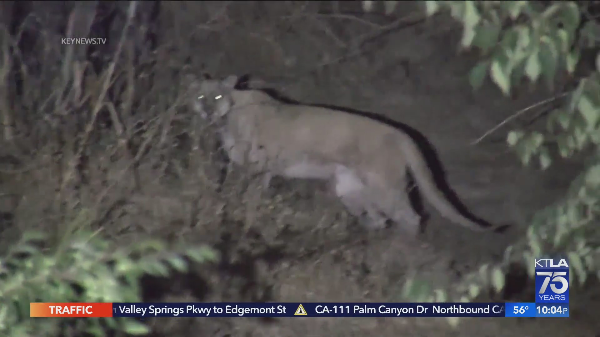 Mountain lion attacks dog while walking in Hollywood Hills – WKRG News 5