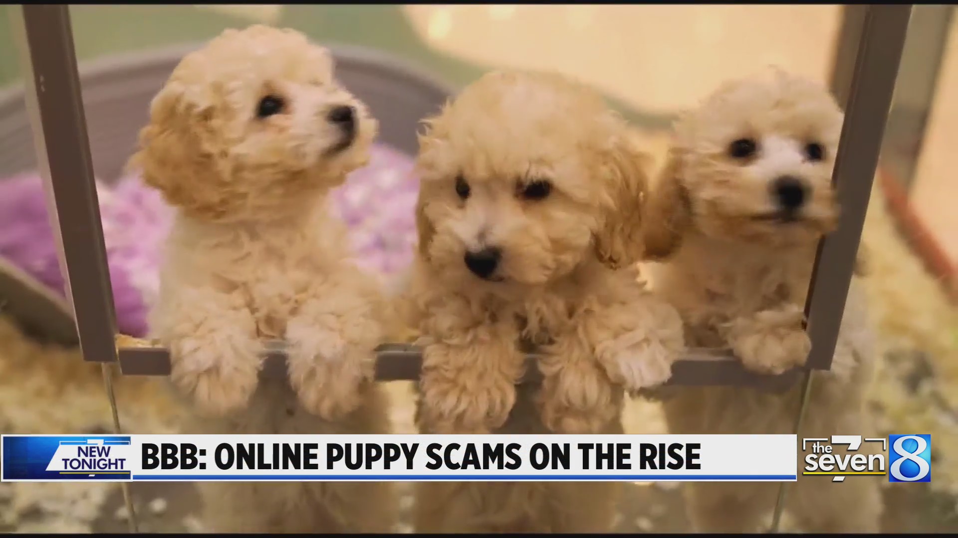 Does that dog exist? Online puppy scams on the rise, BBB says – WOODTV.com