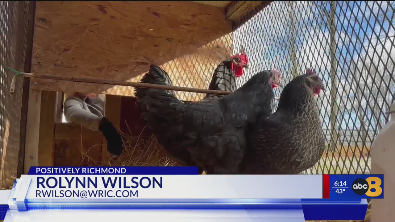 From Rice to RIC: How two chickens hitched a ride to Richmond ...