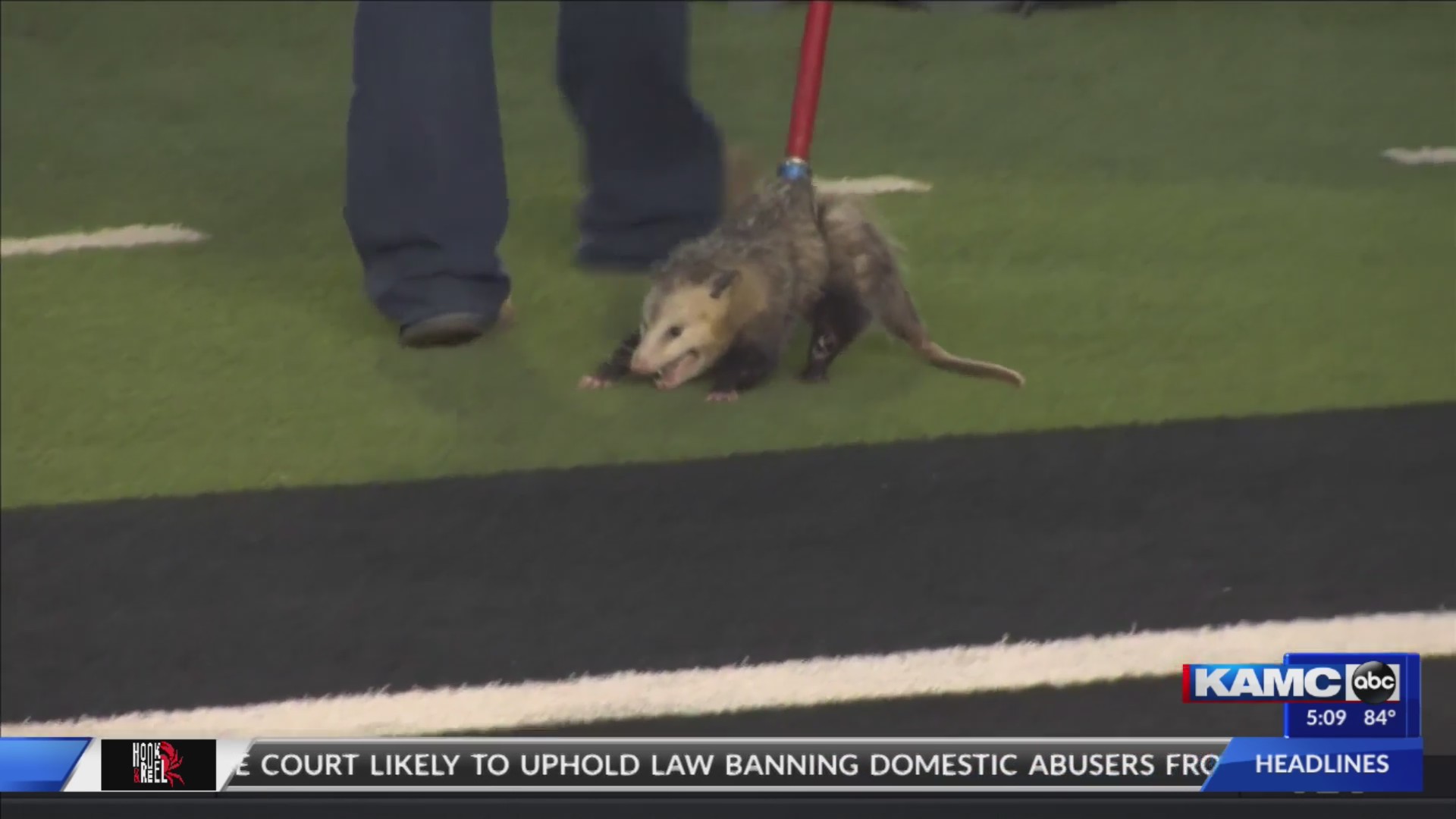 Possums are actually nice and needed, despite what you might think ...